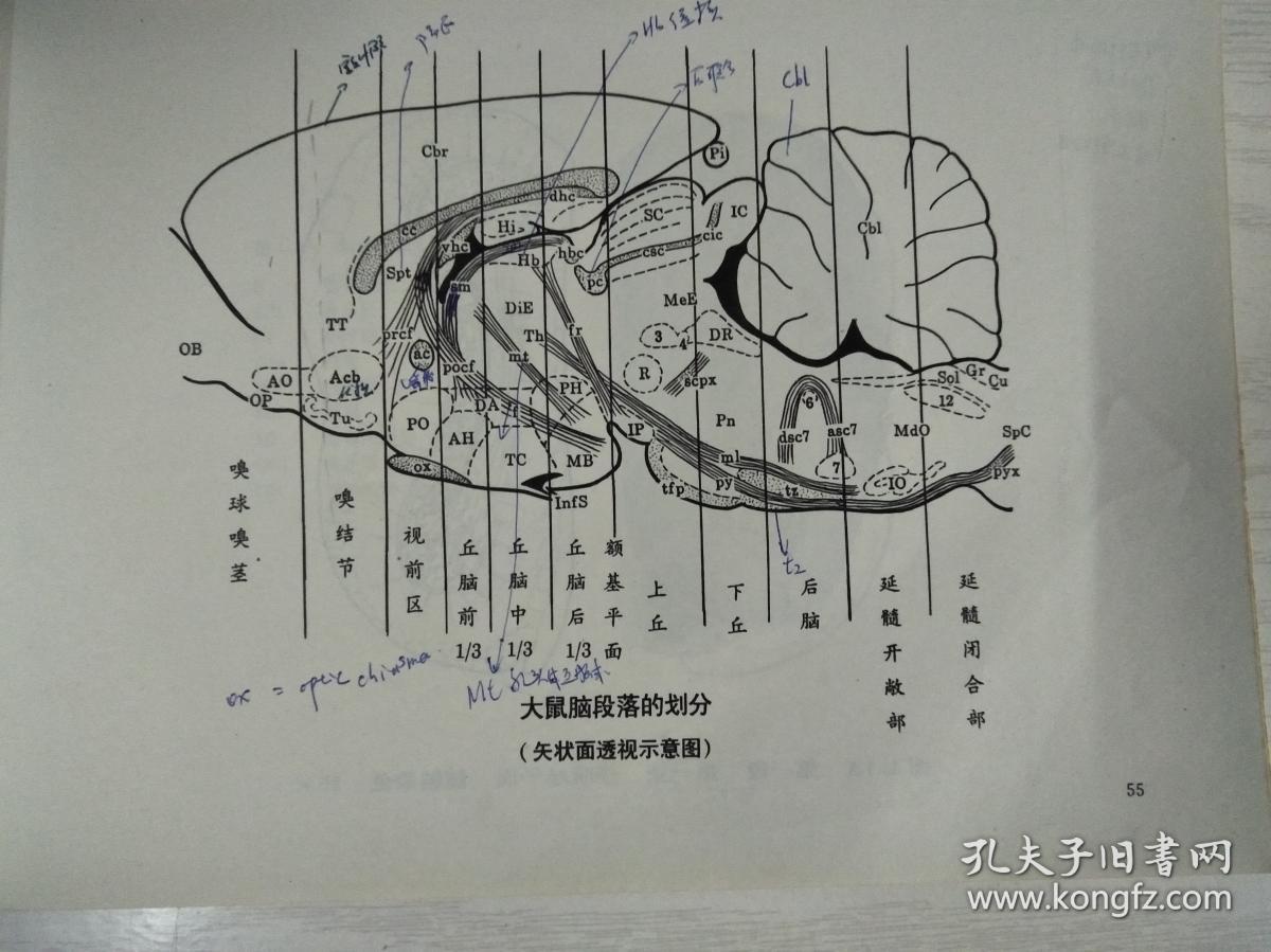 大鼠脑部解剖图谱大鼠脑部解剖图 伤感说说吧