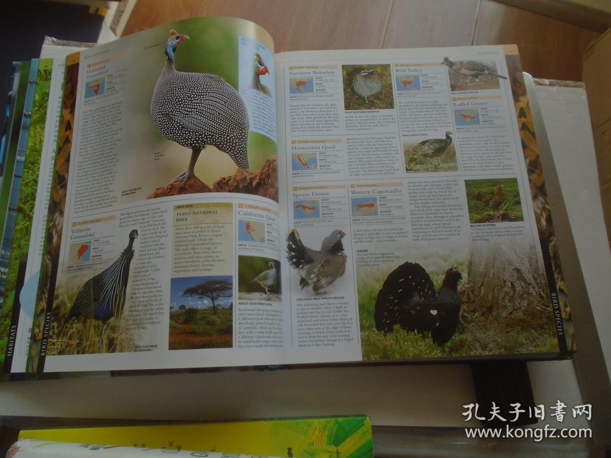 【图】英文原版书54（ DK birds ） 品看图自定,拍品信息,网上拍卖,拍卖图片,拍卖网,拍卖网站