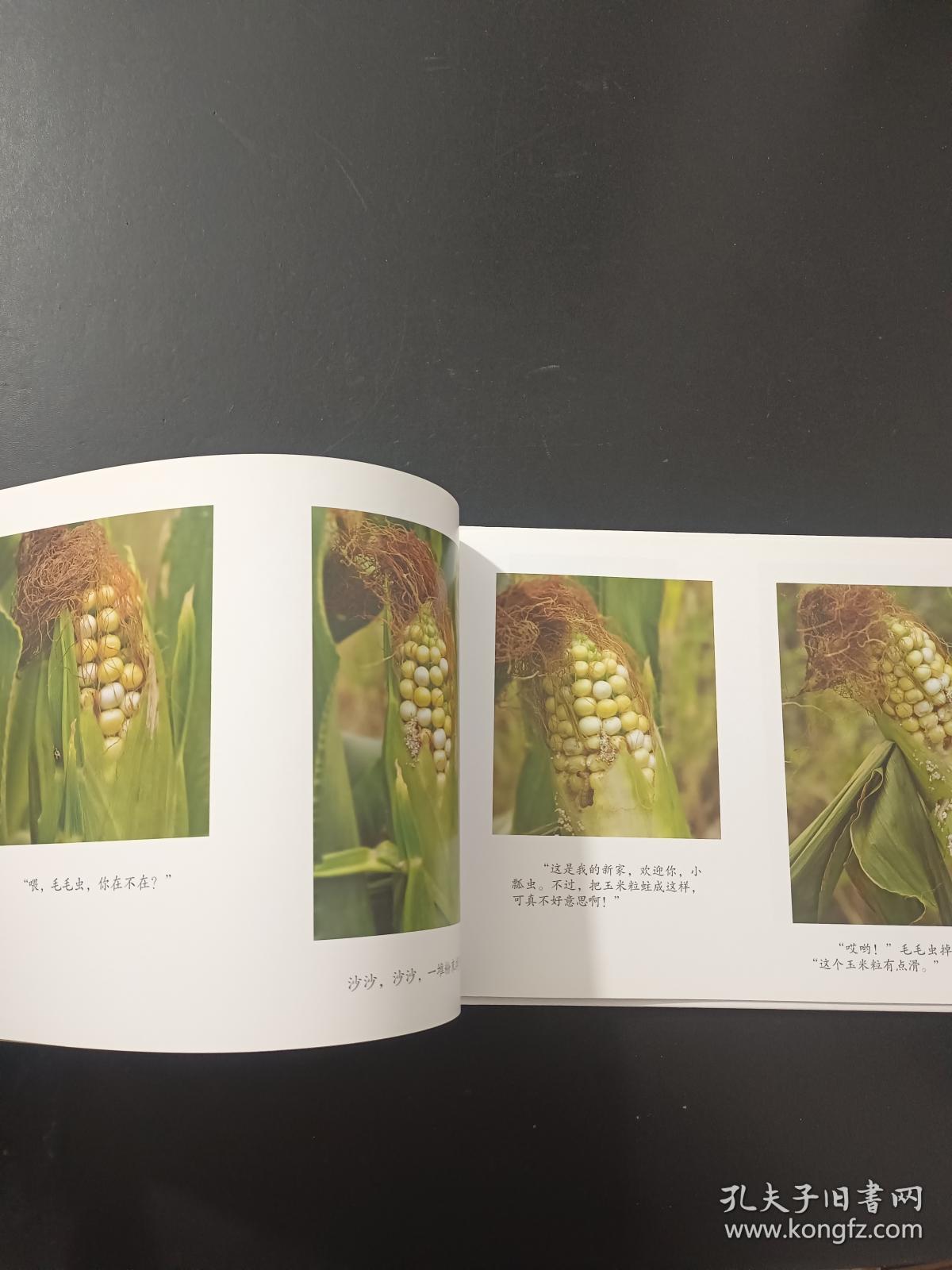 【图】精装绘本 玉米,拍品信息,网上拍卖,拍卖图片,拍卖网,拍卖网站