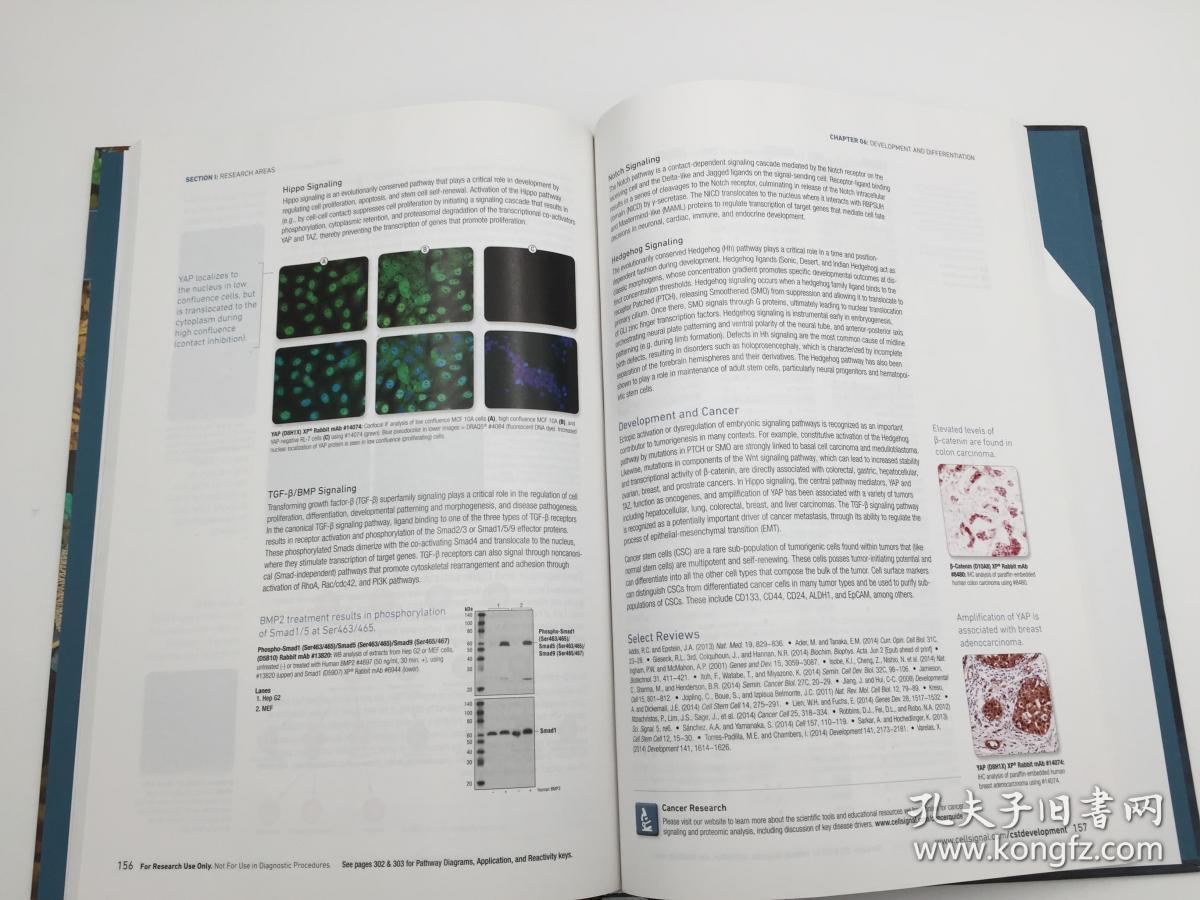 cst guide: pathways & protocols_Cell Signaling Technology_孔夫子旧书网